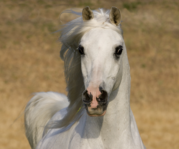 Horse Photography Portrait Packages