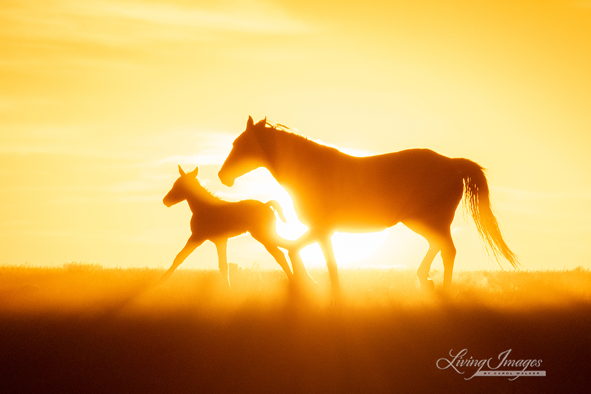 Wild Horses On Howrse Background