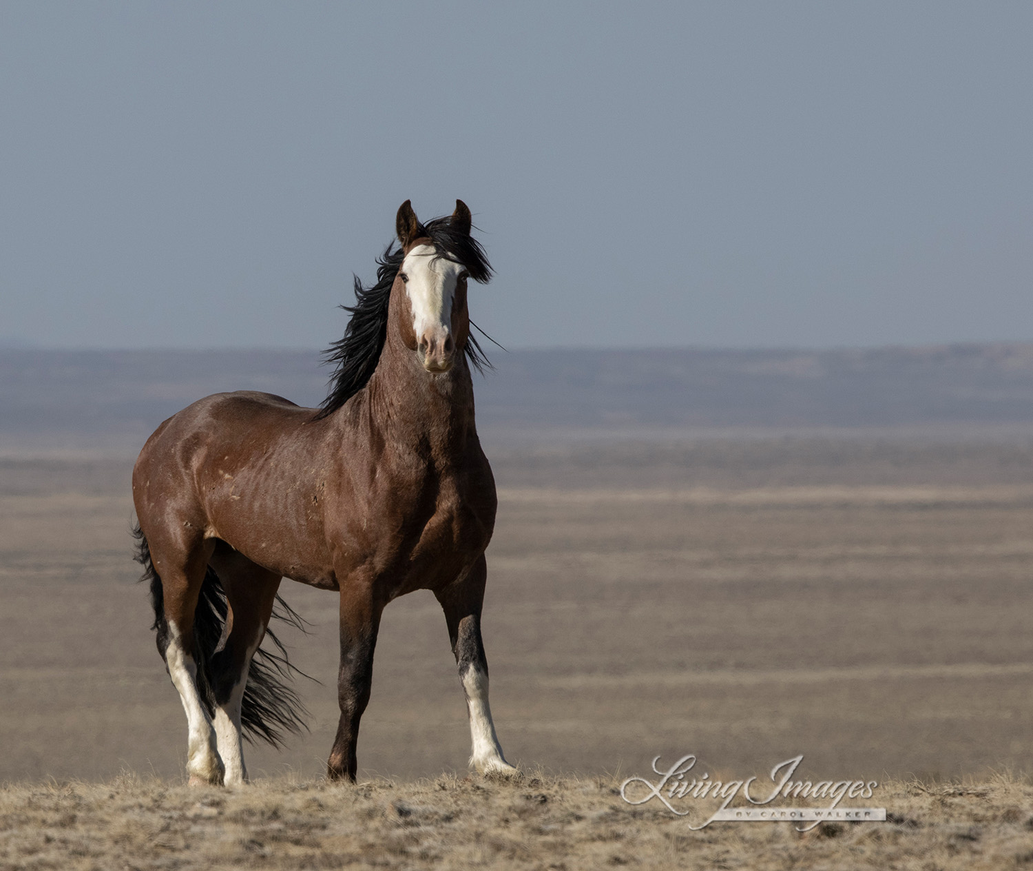 The Wild Bay Stallion - Living Images